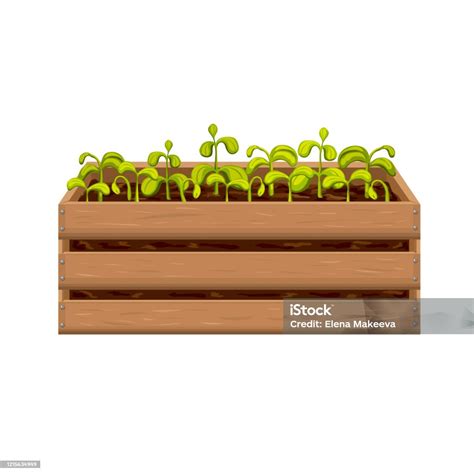 흰색 배경에 고립 된 정원 상자에서 야채 또는 꽃의 어린 묘목 나무 상자에 새싹 비옥한 토양 벡터 현실적인 그림에서 녹색 촬영