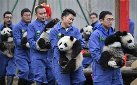 Why Are Giant Pandas Endangered Reasons