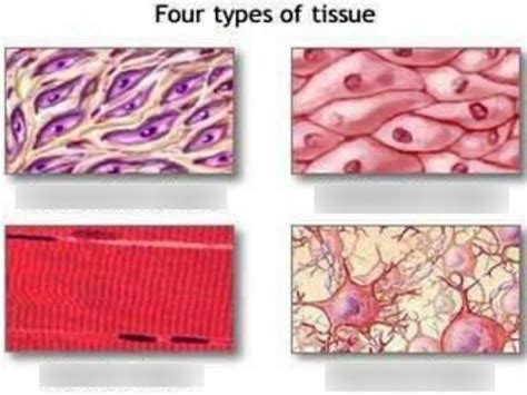 Anatomy Types Of Tissue Diagram Quizlet