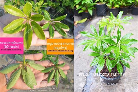 👨🏻‍🌾หนุมานประสานกาย🔥🔥ของแท้100 🔥🔥 ไม่ใช่ ต้นหนวดปลาหมึกแคระ มีภาพเปรียบเทียบ 👉👉สรรพคุณ