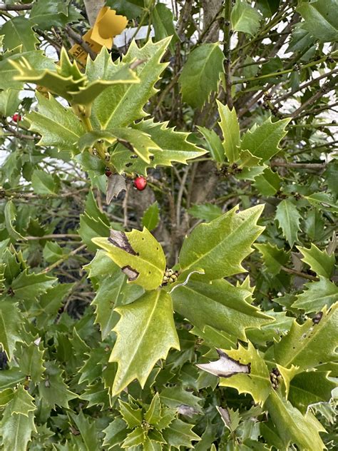 Holly Tree Declining Rarborists