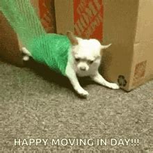 Movingday GIFs | Tenor
