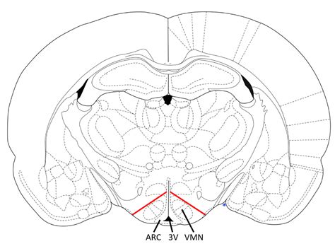 Membrane Potential Dye Imaging Of Ventromedial Hypothalamus Neurons