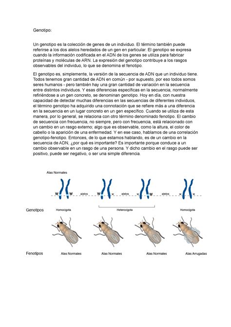 Genotipo Y Fenotipo Tarea Genotipo Un Genotipo Es La Colección De