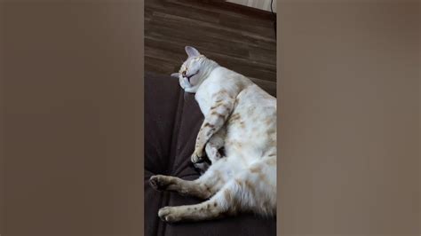 А какие таланты у Ваших котиков 😺 Cat бенгал кот рек Shorts Youtube