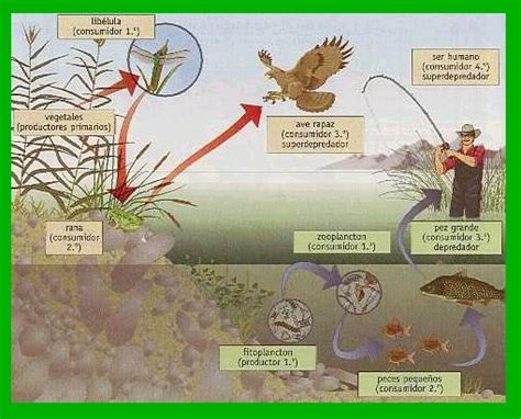 ¡conociendo Los Ecosistemas ¿cÓmo Funciona Un Ecosistema