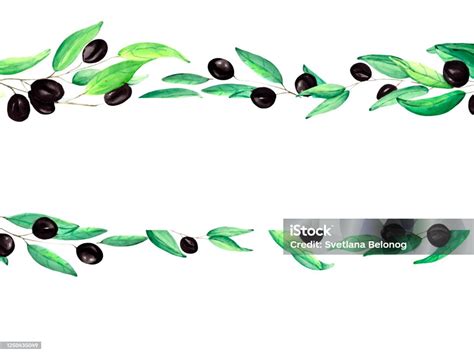 Cadre Botanique Avec Des Branches Dolivier Et Des Feuilles Vertes Sous