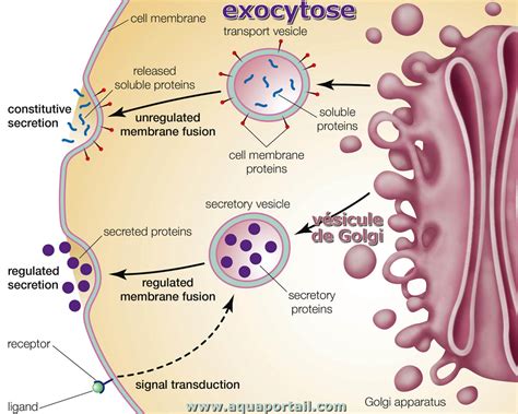 Exocytosis Golgi