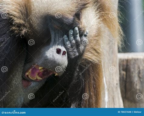 Babbuino Sonnolento Di Gelada Fotografia Stock Immagine Di Testa