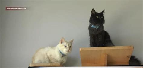 В Івано Франківську відкрили кафе з котами відео Прикарпаття Online