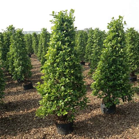 Ficus Panda Cone Shape Gardenya