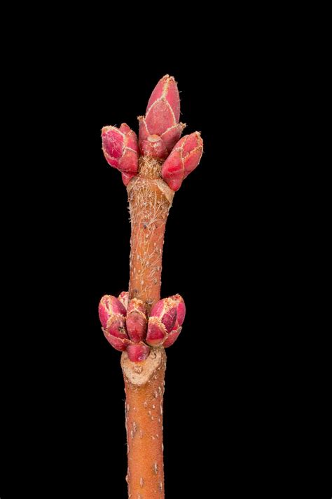 Red Maple Woody Plants Of Ohio