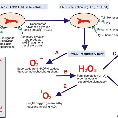 The Four‐electron Reduction Of Molecular Oxygen Is Initiated By Ligand Download Scientific
