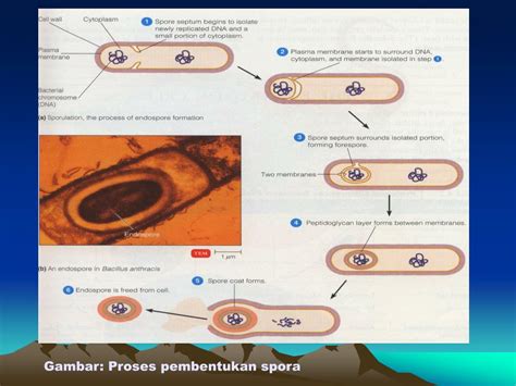 Ppt Struktur Dan Morfologi Bakteri Powerpoint Presentation Free
