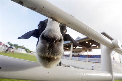 Козите предпочитат щастливи и усмихнати хора