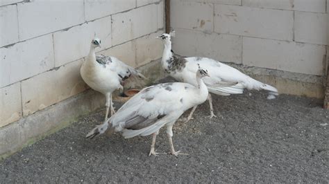 Mengenal Silver Pied Peacock Asal Usul Dan Mutasi Warna Yang Dihasilkan