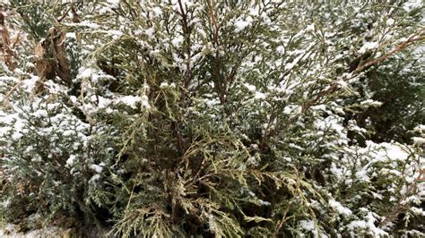 Minimalistic Greenery Texture Stock Image Image Of Snow Pine 305048649