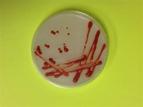 Lab Safety Inspection Safetyculture