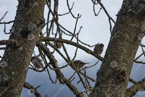 Flock Of House Sparrows Perched On Bare Tree Twigs In The Forest Stock