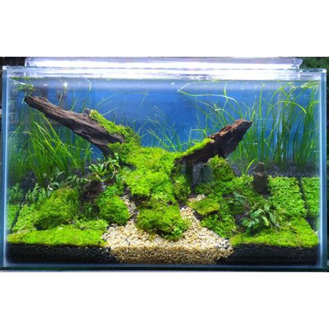 Jual Aquascape Tema Natural Fullset PO Shopee Indonesia