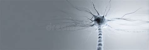 Minimalistic Representation Of Spinal Cord With Nerve Branches