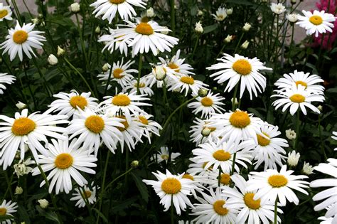 Marguerite Planter Et Cultiver Ooreka