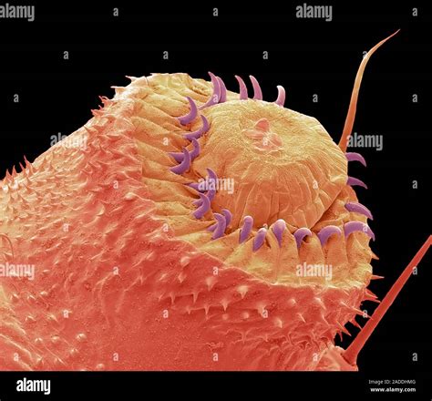 Coloured Scanning Electron Micrograph Sem Of The Proleg Of The Larva