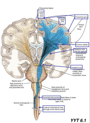 Upper Motor Neurons Flashcards Quizlet