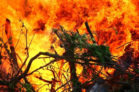 Premium Photo Close Up Of Bush On Fire