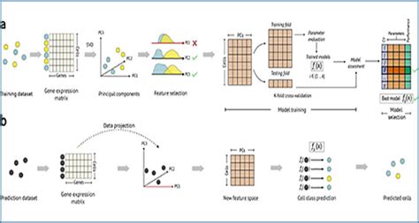 Researchers Use Scrna Seq And Machine Learning Algorithms To