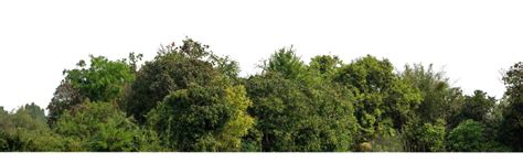 Green Trees Isolated On White Background Are Forest And Foliage In