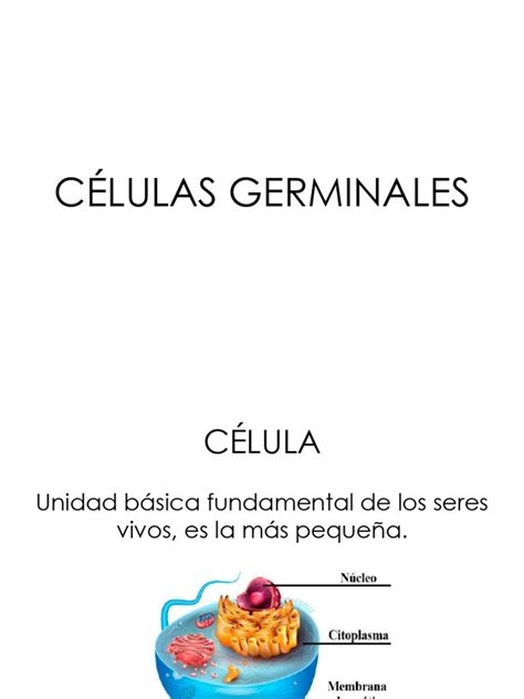 Células Germinales Y Su Función Pdf Biología Celular Biología