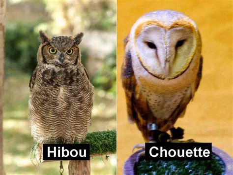 Intra Science Quelle Est La Difference Entre Un Hibou Et Une Chouette