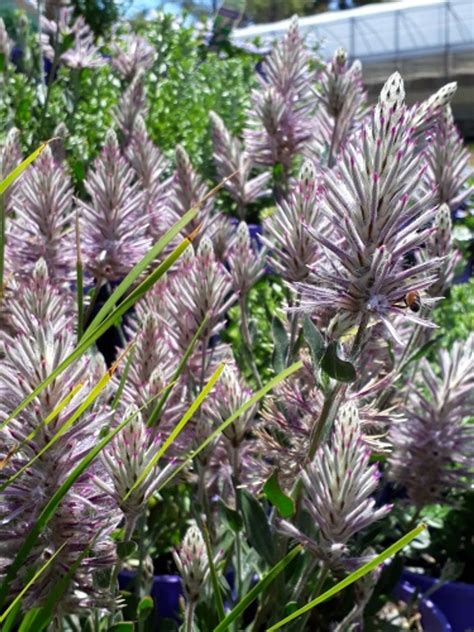 Ptilotus Mulla Mulla Phoenix Guildford Garden Centre