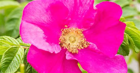 Wildrose Rosa Rugosa Rubra Rosa Rosa Rugosa Rubra Rosengut