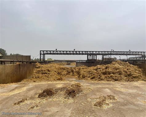 Agaricus Bisporus Mohammad Shirzad Iraj