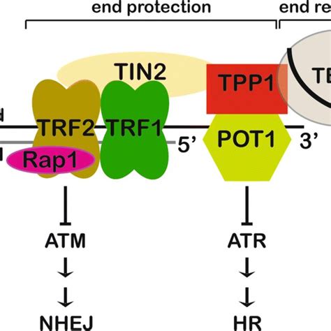 Structural Biology Of Trf1 Trf2 And Binding Partners A Myb Domain Of
