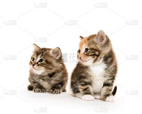 两个可爱的小猫