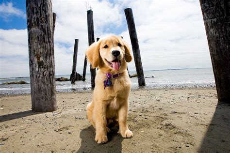 海滩小狗 库存照片 图片 包括有 敬慕 猎犬 海岸 含沙 假期 逗人喜爱 小狗 火箭筒 几星期 20593430