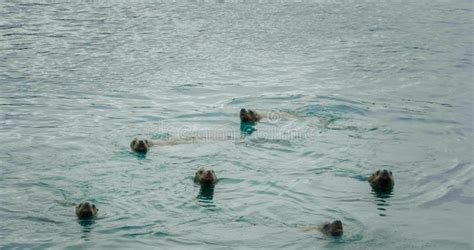 Sea Lions Swim Around In The Sea Sometimes Poking Their Heads Out Of