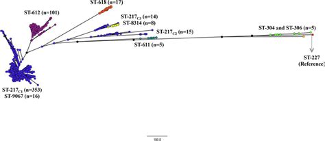 Maximum Likelihood Phylogenetic Tree Based On Whole Genome Single Download Scientific Diagram