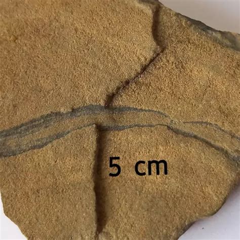خرید و قیمت فسیل تونل کِرم سروپولید از سازند روته پرمین البرز کلکسیونی