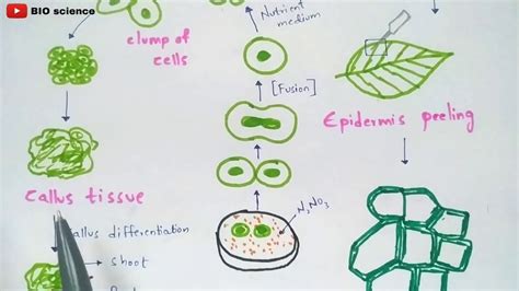 Protoplast Culture Method Made Easy Bio Science Youtube