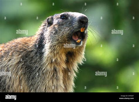 Groundhog Rodent Alpine Groundhog Gopher Mankei Marmota Whistle Warning Animal Animals