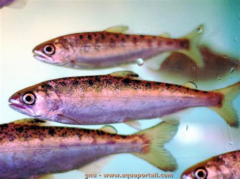 Smolt : définition et explications