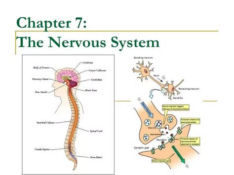 PPT Chapter 7 The Nervous System PowerPoint Presentation Free Download ID 3650972
