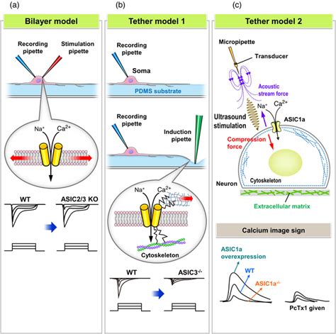 Approaches To Probing Mechanically Activated Ion Channels Gated Via The
