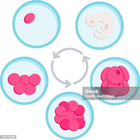 배아 문화 컨셉 벡터 컬러 아이콘 디자인 백색 배경 임신 및 산부인과 사인에 대한 체외 수정 기호 테스트 튜브 아기 절차 스톡