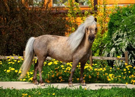 Falabella Steckbrief Mit Aussehen Wesen Und Mehr Haustiermagazin