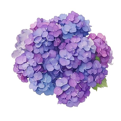 Purple Hydrangea Clip Art 27131817 Png